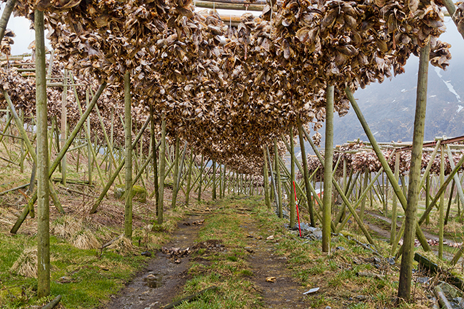 How the Vikings Built Their Longships and Sailed Them to Far Away Lands ...