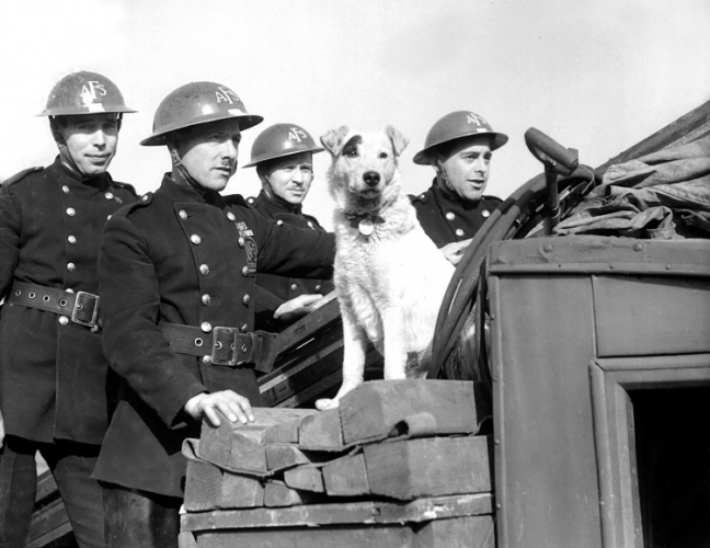 10 Animals That Played an Important Role in the Second World War ...