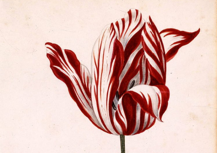 Tulip Mania: 10 Facts About the First Financial Bubble | History Hit