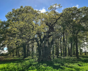 11 of Britain’s Most Historic Trees | History Hit