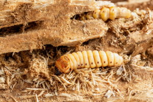 Witchetty Grubs and Kangaroo Meat: ‘Bush Tucker’ Food of Indigenous ...