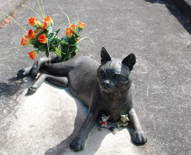 The Adventures of Mrs. Chippy, Shackleton’s Seafaring Cat | History Hit