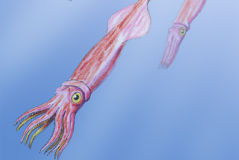 What is a Belemnite Fossil? | History Hit