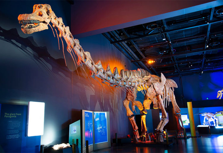 10 of the Best Dinosaur Fossil Discoveries of All Time | History Hit