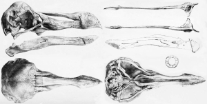The Tragic Tale of the Dodo Bird: 10 Facts About How Human Interference ...