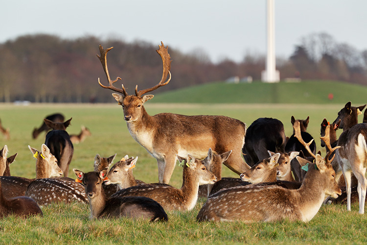 Phoenix Park - History and Facts | History Hit