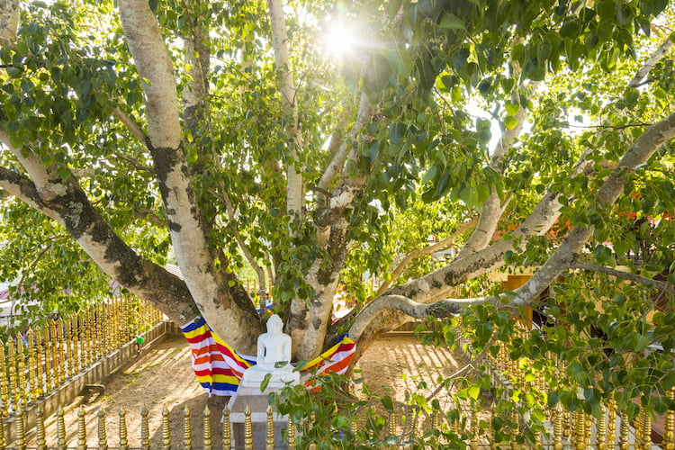 The Sri Maha Bodhi Tree - History and Facts | History Hit